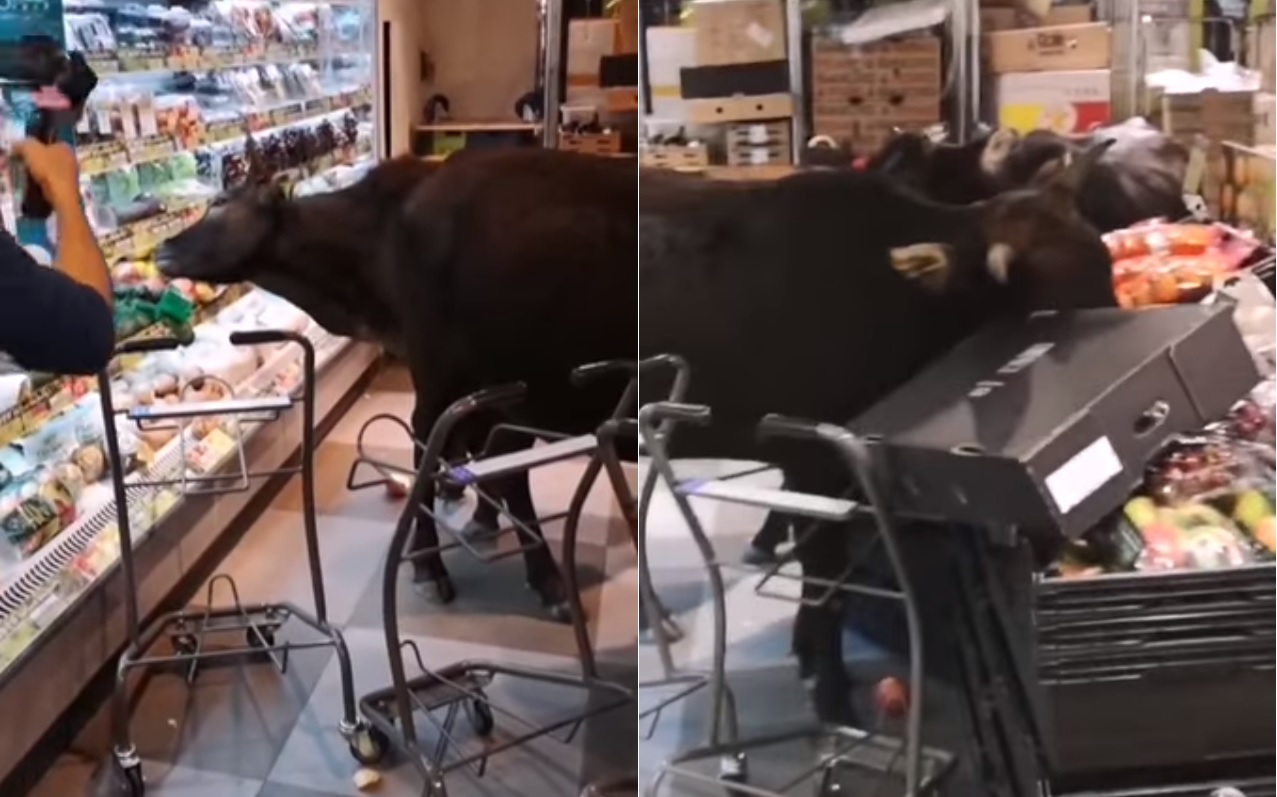 Krowy włamały się do sklepu i zjadły wszystkie warzywa | Donald.pl